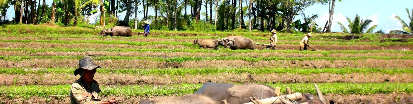 Rondreis Indonesië - Sumatra, Java & Bali Highlights - NBBS Reizen